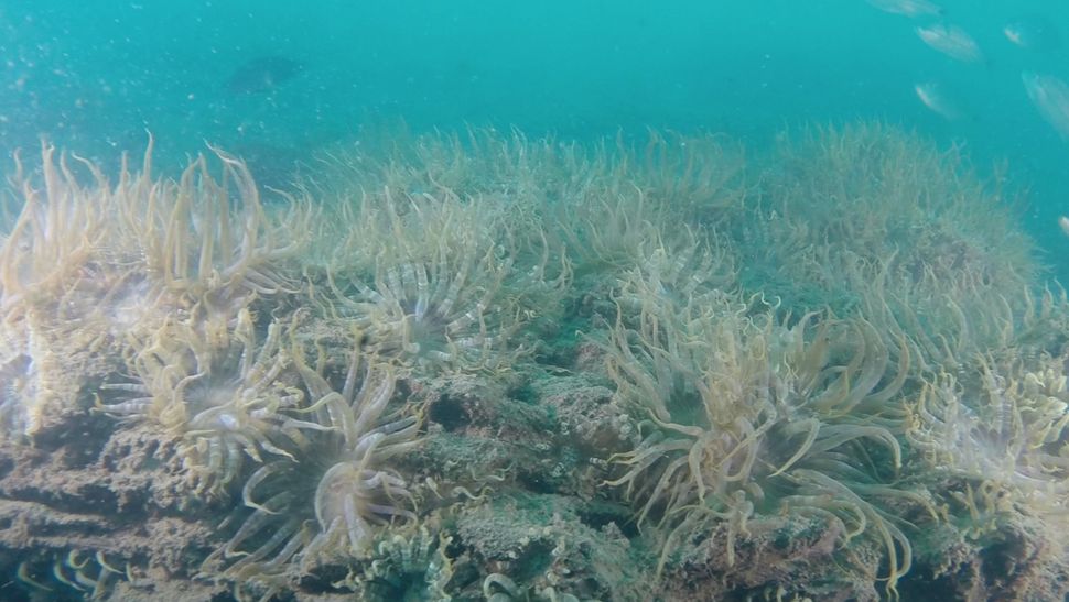 Images of a Primeval Underwater Forest Revealed | Live Science