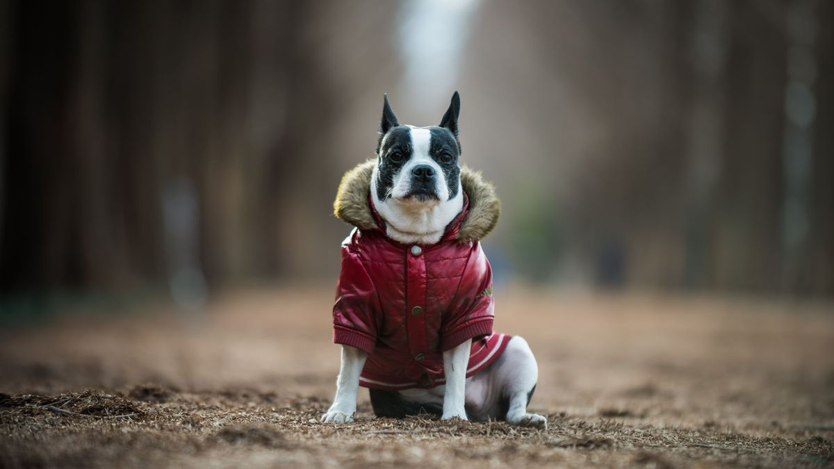 How to keep a dog warm outside: 7 tips for cold weather | PetsRadar