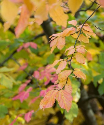 Drought-tolerant trees: 10 resilient choices | Homes and Gardens