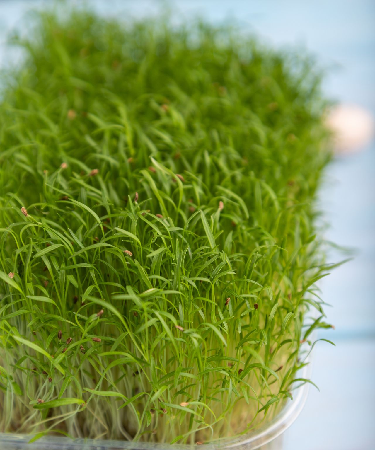 Best microgreens to grow indoors: 11 easy crops to try | Homes and Gardens