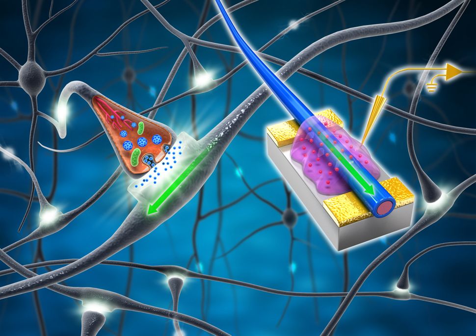 New 'Artificial Synapses' Could Let Supercomputers Mimic the Human ...