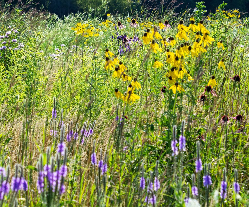 How to plant a prairie garden: expert tips to get the look | Homes and ...