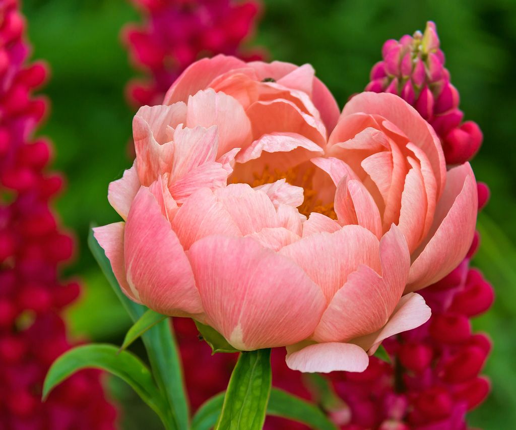 ‘Coral Charm’ Peony Care For An Abundance Of Salmon Pinks | Gardening ...