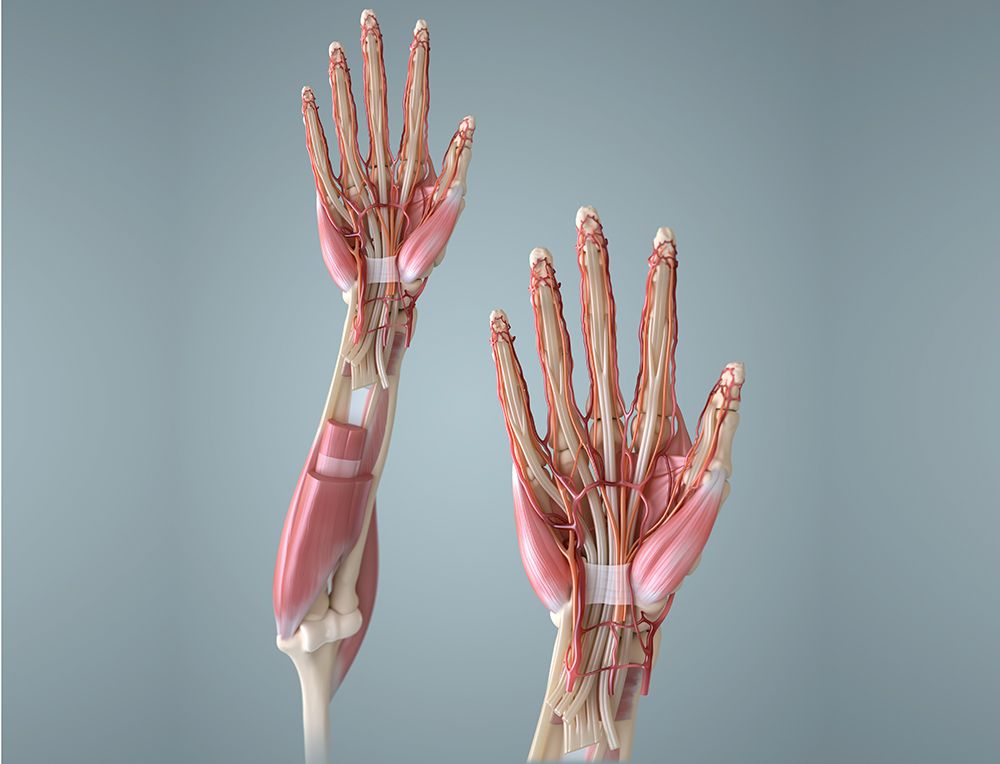 10 ways to improve your human anatomy modelling | Creative Bloq