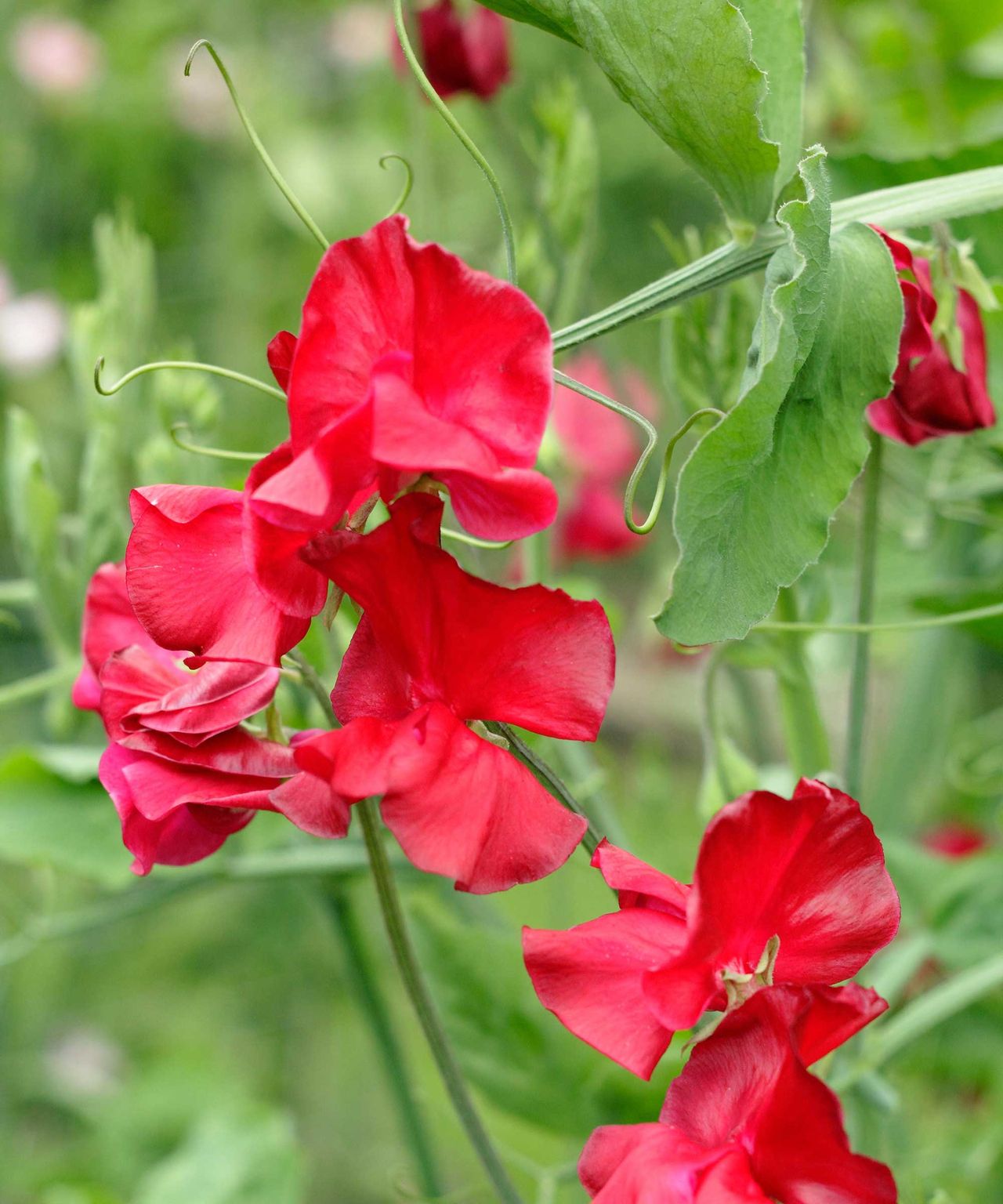 Sweet pea varieties: 16 blooms for summertime scent | Gardeningetc