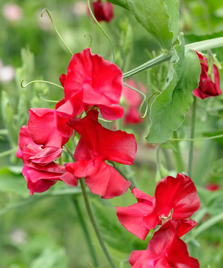 Sweet pea varieties: 16 blooms for summertime scent | Gardeningetc