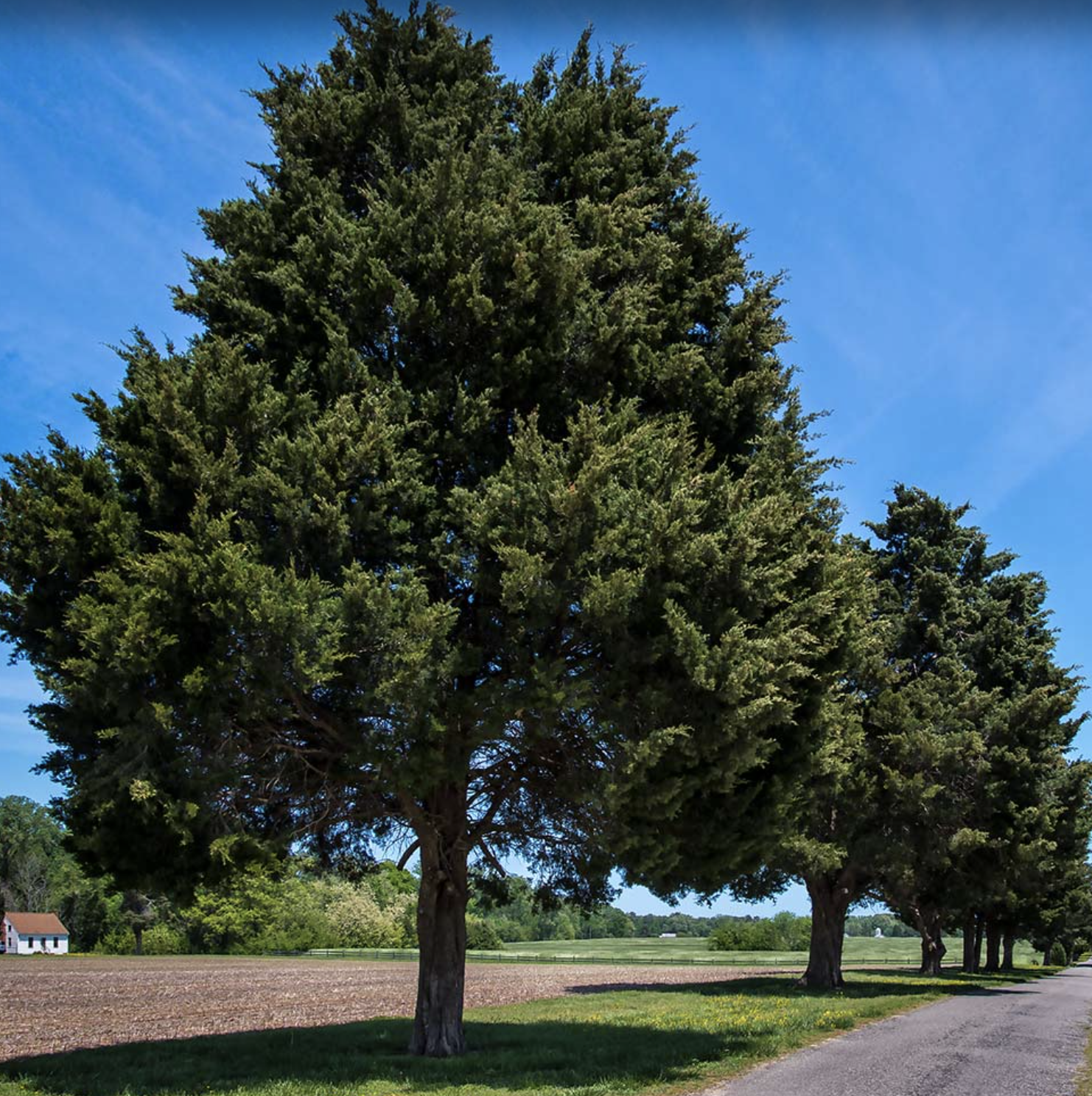 The 8 best trees to bring songbirds to your backyard | Livingetc
