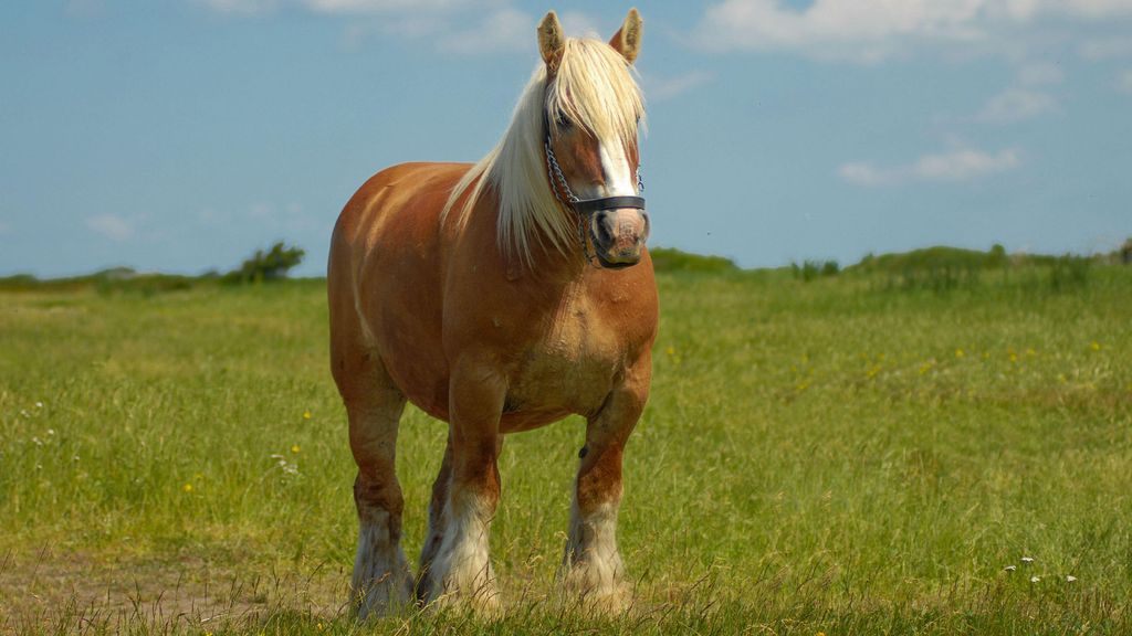 10 biggest horse breeds in the world | PetsRadar