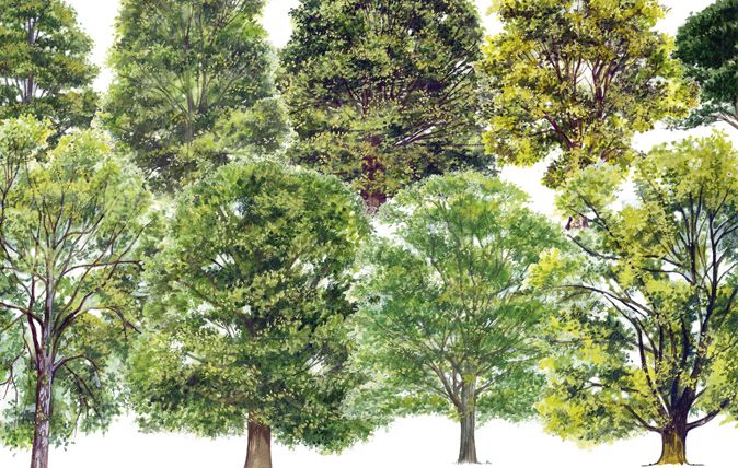 Curious Questions: How do sycamore seeds spin? | Country Life