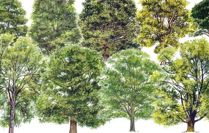 Beech trees: A complete guide | Country Life