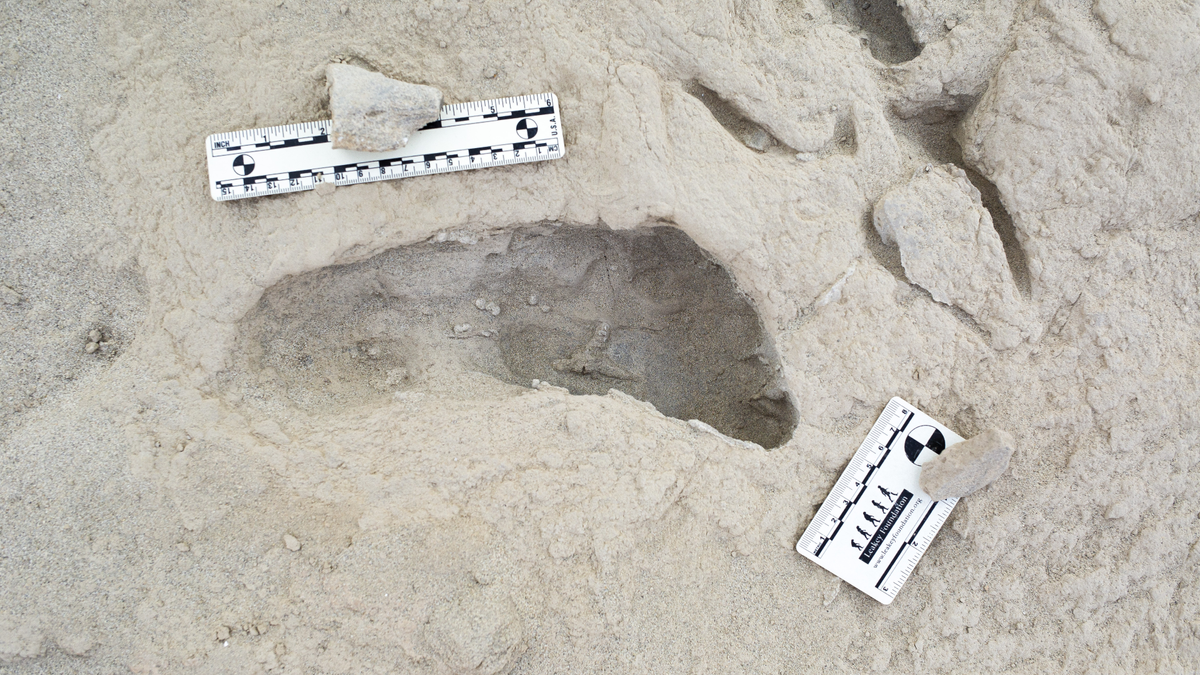 1.5 million-year-old footprints reveal our Homo erectus ancestors lived ...