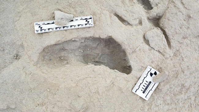 1.5 million-year-old footprints reveal our Homo erectus ancestors lived ...