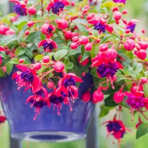 How to grow fuchsias in pots: with expert plant advice | Homes and Gardens