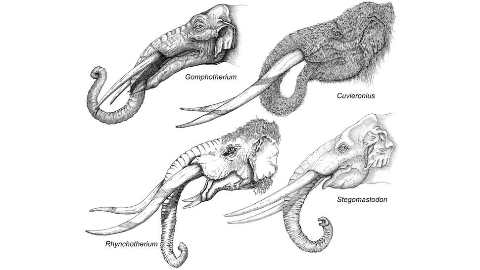 Nearly 6 million-year-old 'elephant graveyard' unearthed in Florida ...