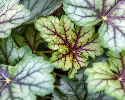 Heuchera care guide: how to grow coral bells in your garden | Gardeningetc