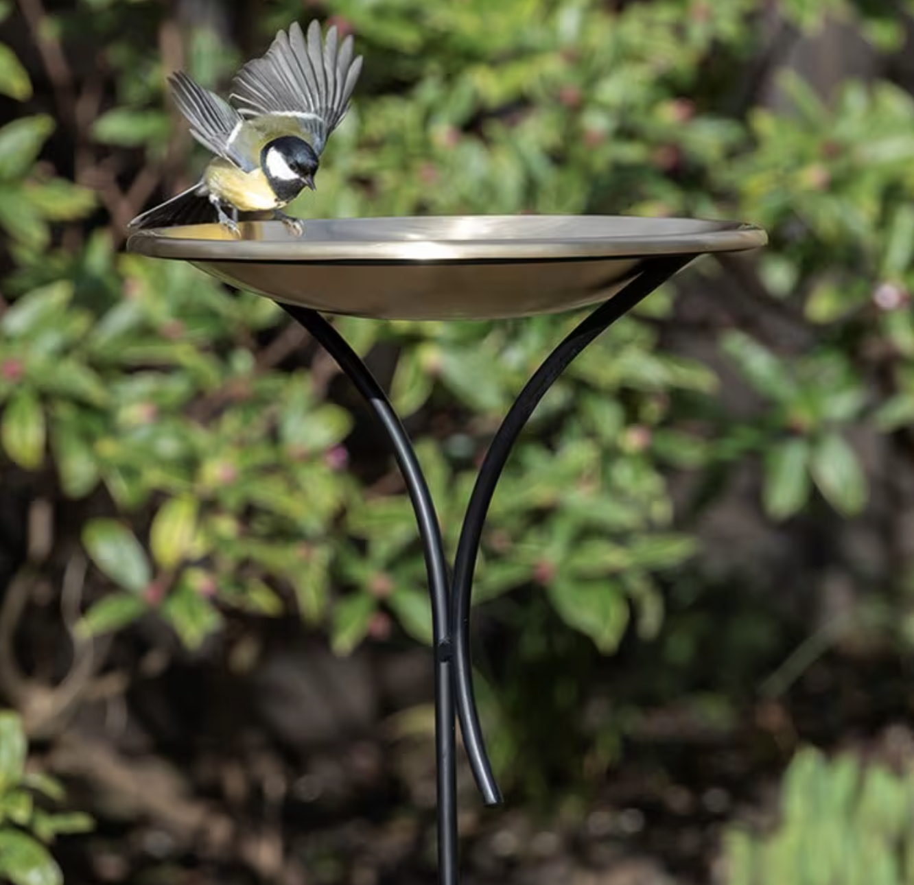 How to attract birds that eat slugs to your garden | Ideal Home