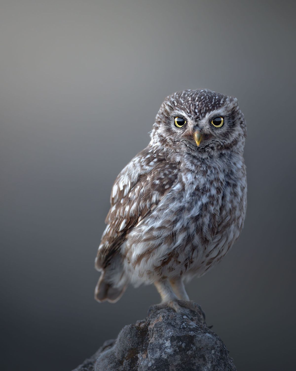 Wildlife photographer Sharon Vanadia shares her story and Canon camera ...