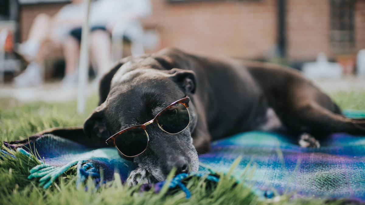 6 ways to keep your dog cool using things you already have | PetsRadar