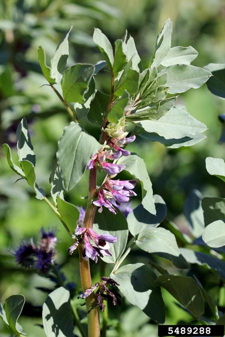 Tips & Information about Beans | Gardening Know How
