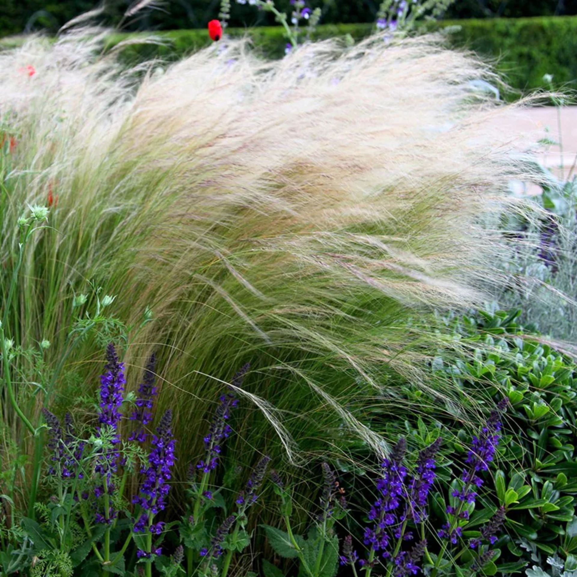 The 5 best ornamental grasses for pots and containers | Ideal Home