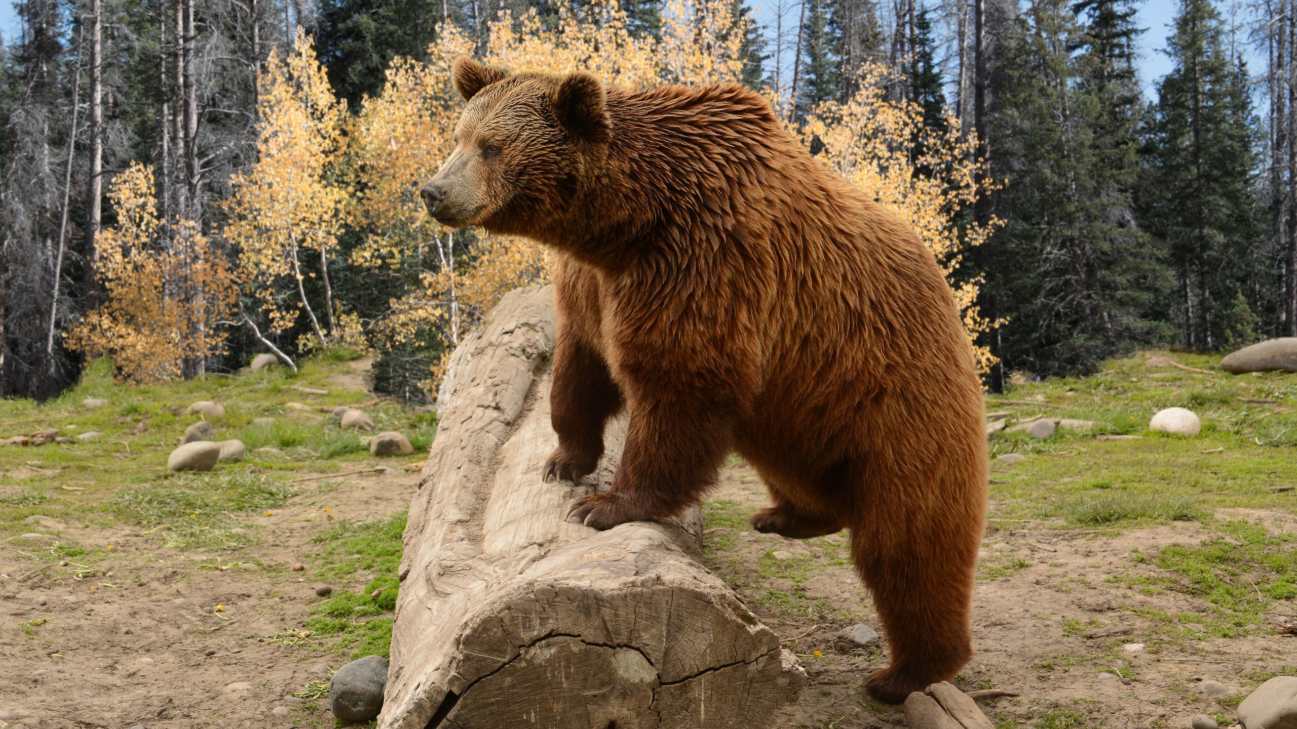 "This doesn’t happen that often" – watch as Yellowstone grizzly bear ...