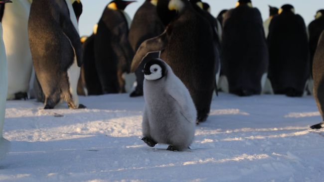 Secrets of the Penguins: release date, episode guide, more | What to Watch