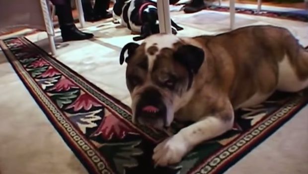 Every Palm Dog winner ever at the Cannes Film Festival | GamesRadar+