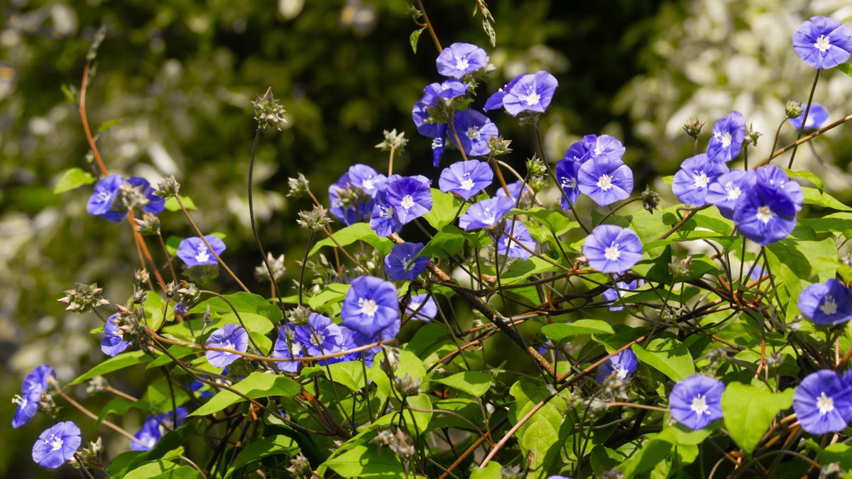 9 colorful plants you can grow quickly for summer flowering | Tom's Guide