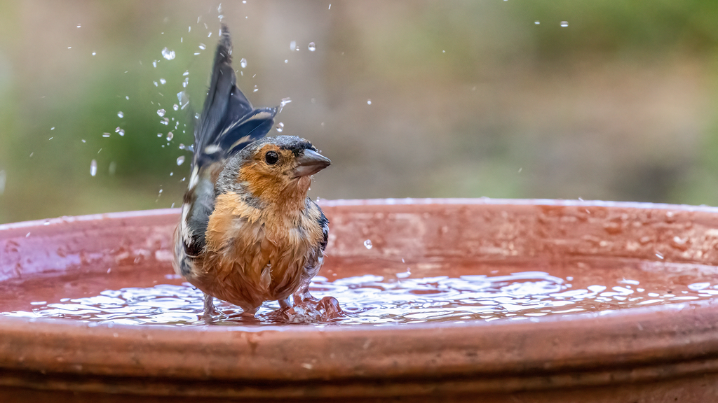 7 easy ways to keep your backyard birds cool in hot weather | Tom's Guide