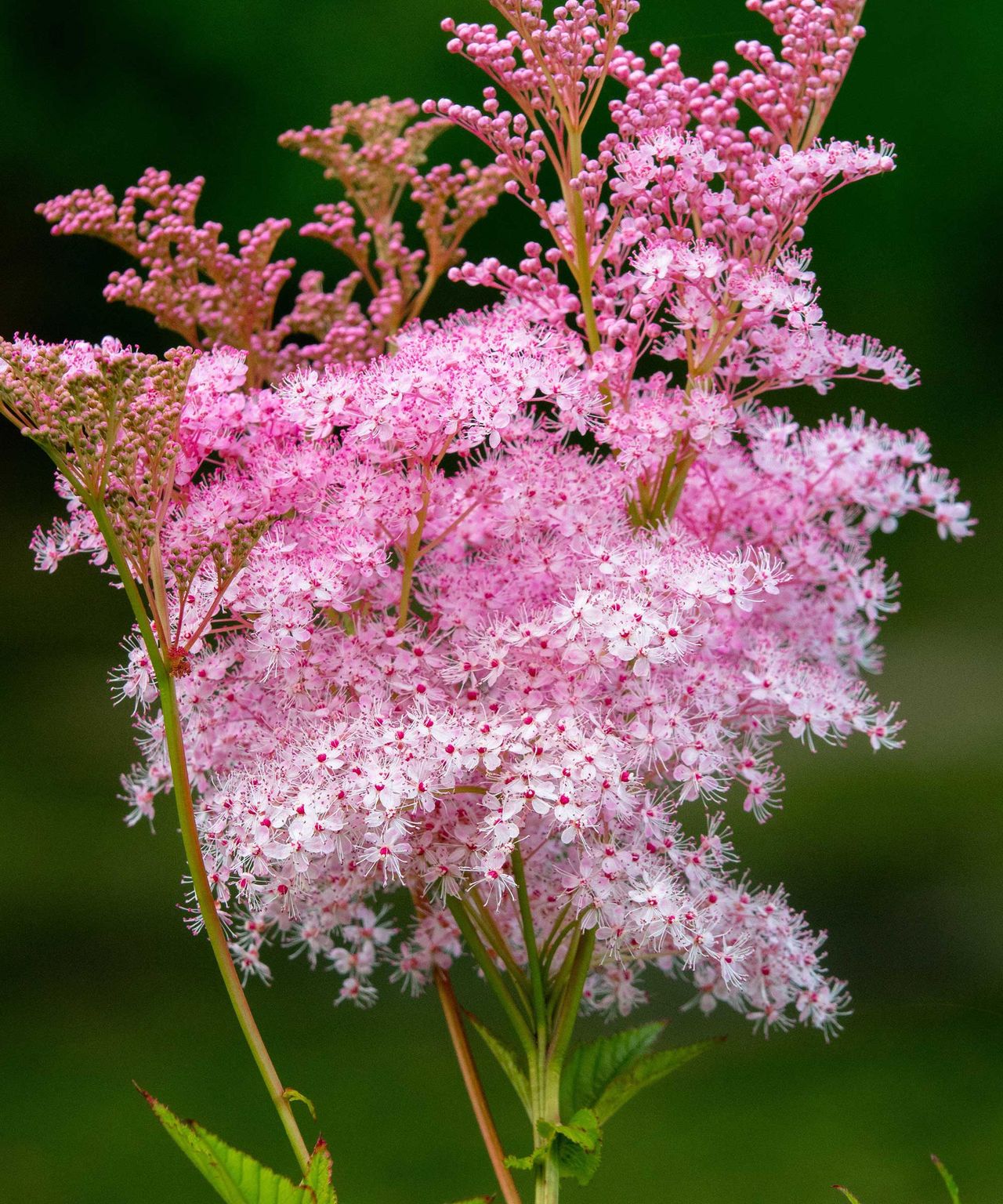 Tall flowers: 12 varieties to add height and drama | Gardeningetc