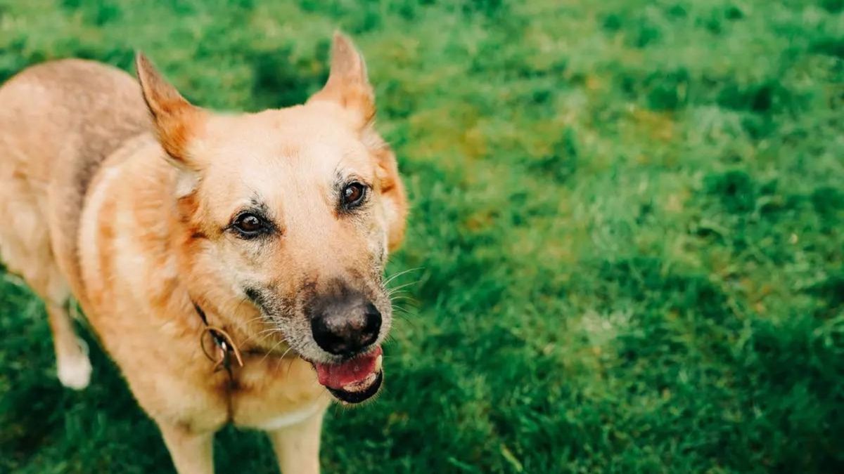 Rarest dog breeds: 25 canine companions you’ve probably never heard of ...