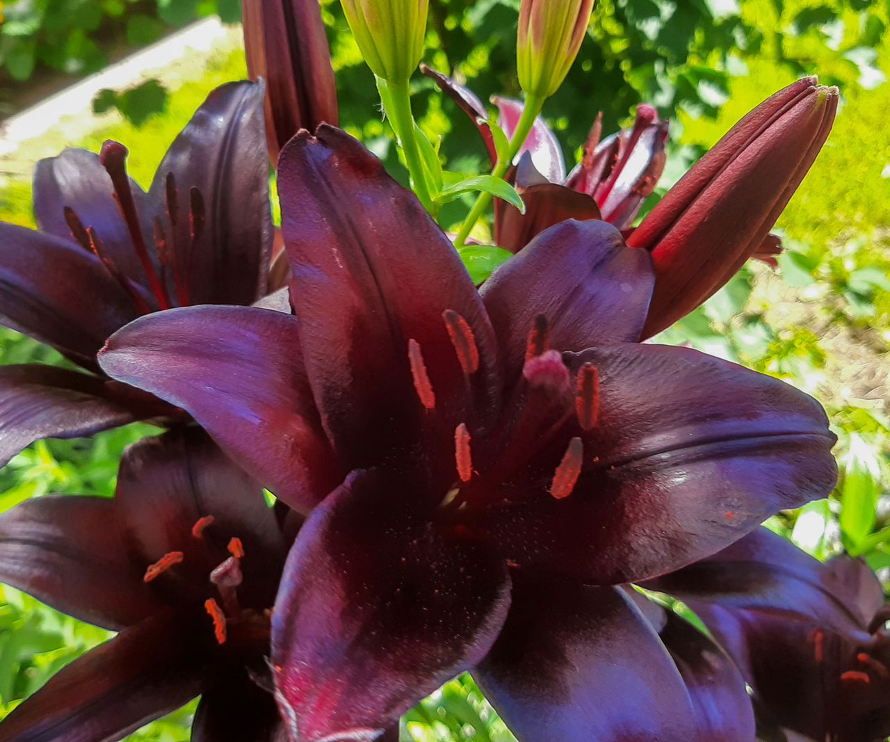 Grow These Types Of Black Flowers For A Moody Spring Garden | Gardening ...