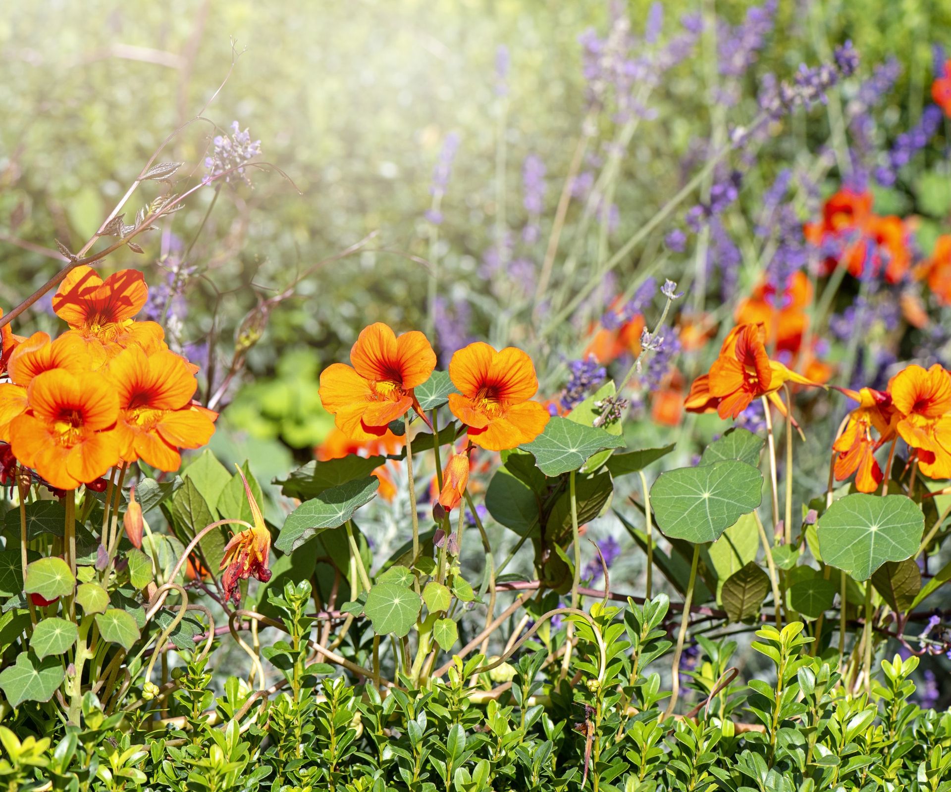 Plants to grow for edible spring flowers: 5 of the best | Homes and Gardens