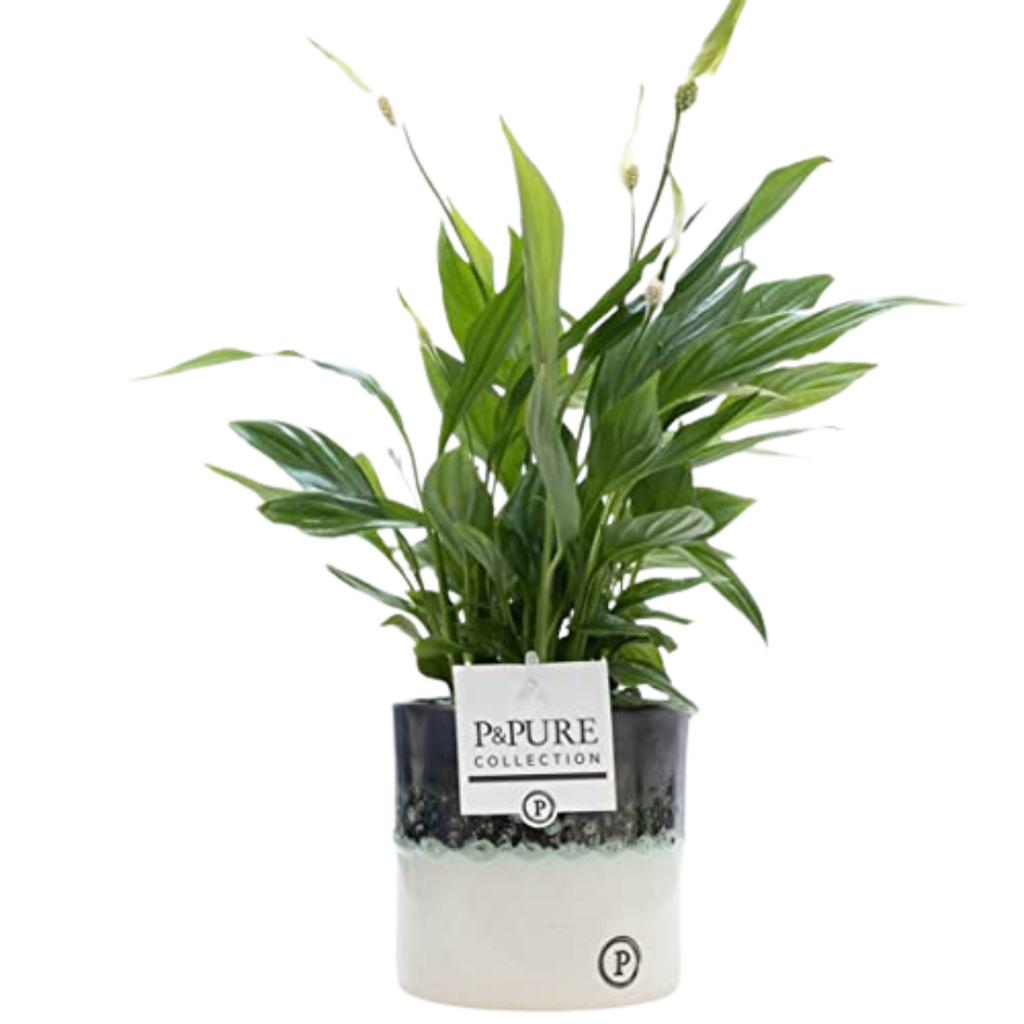 Feng Shui Peace Lily Placement: Where to Place and Why | Livingetc