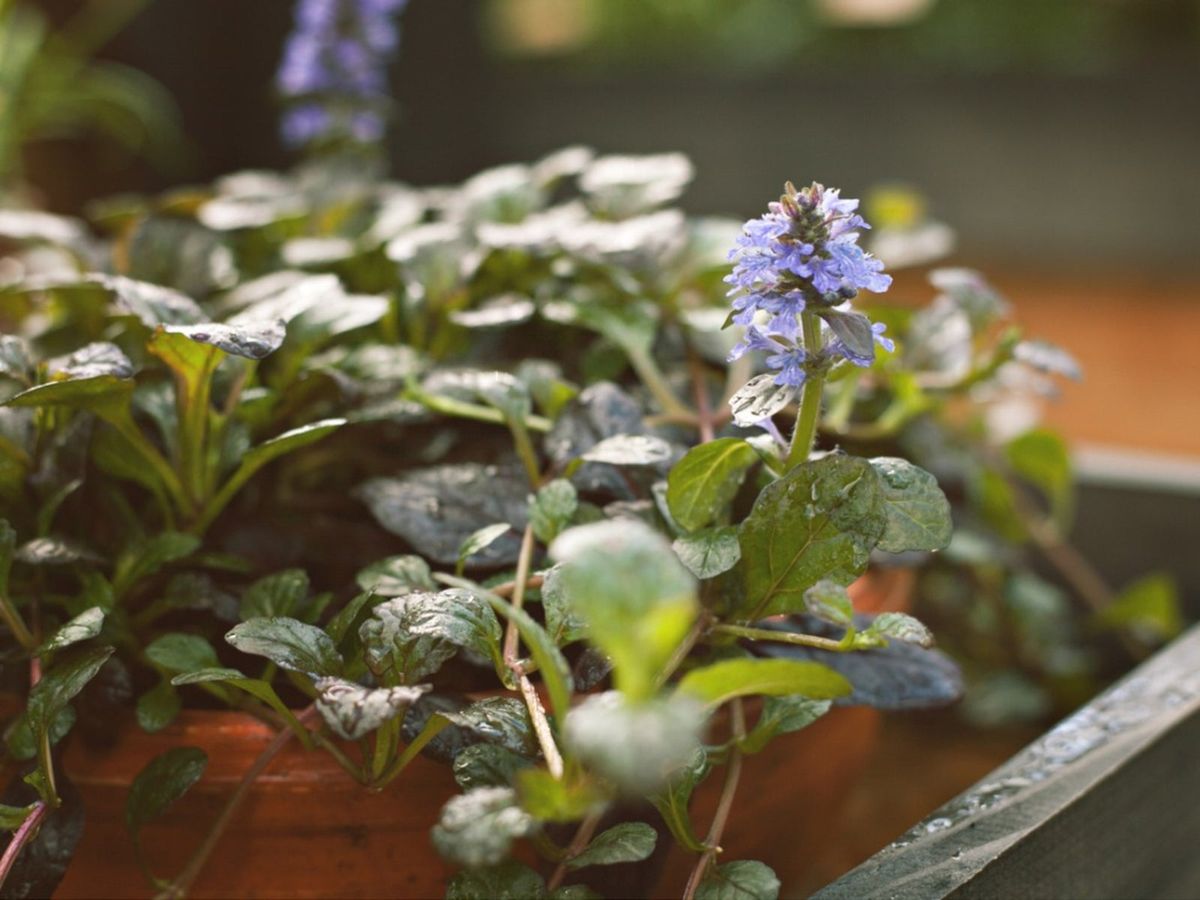 Container Grown Ajuga - How To Care For Potted Ajuga Plants | Gardening ...