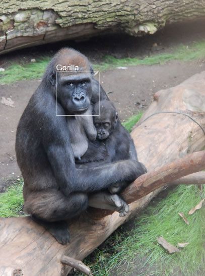 Image Gallery: Snapshots of Unique Ape Faces | Live Science