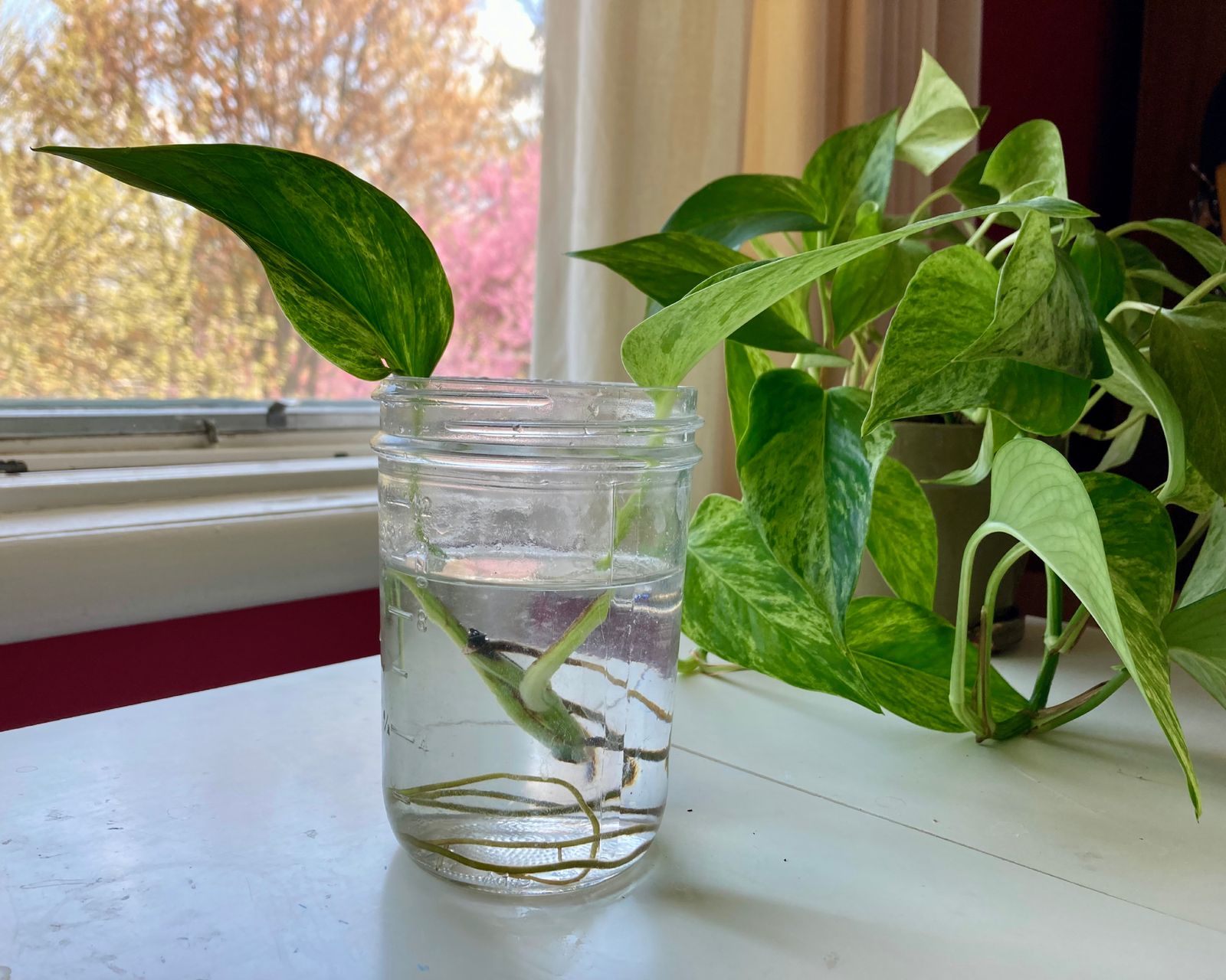 How To Propagate Pothos Plants: A Simple How-To Guide | Gardening Know How