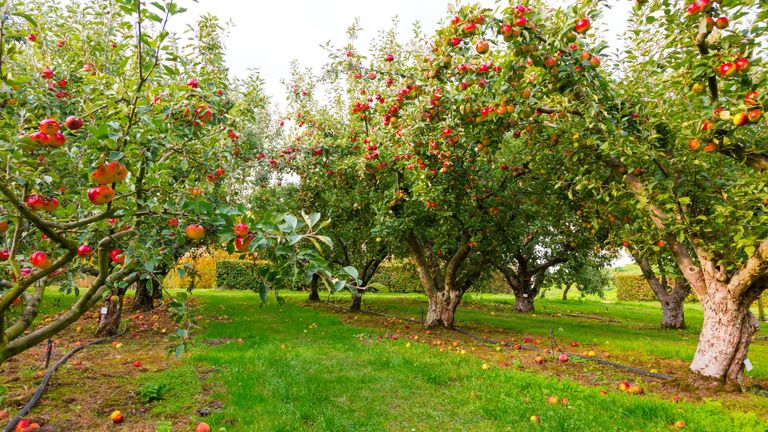 Best trees to plant close to a house: 10 inspiring ideas | Homes and ...