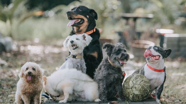 Albino dogs: 32 facts you didn’t know | PetsRadar