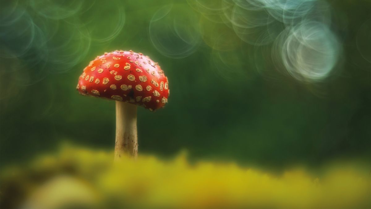 This winning photograph beautifully captures the atmosphere of autumn ...