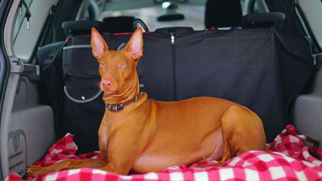 21 best dog breeds for hot weather that cope well | PetsRadar
