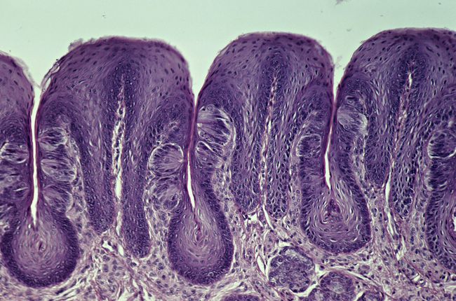 The five (and more) human senses | Live Science