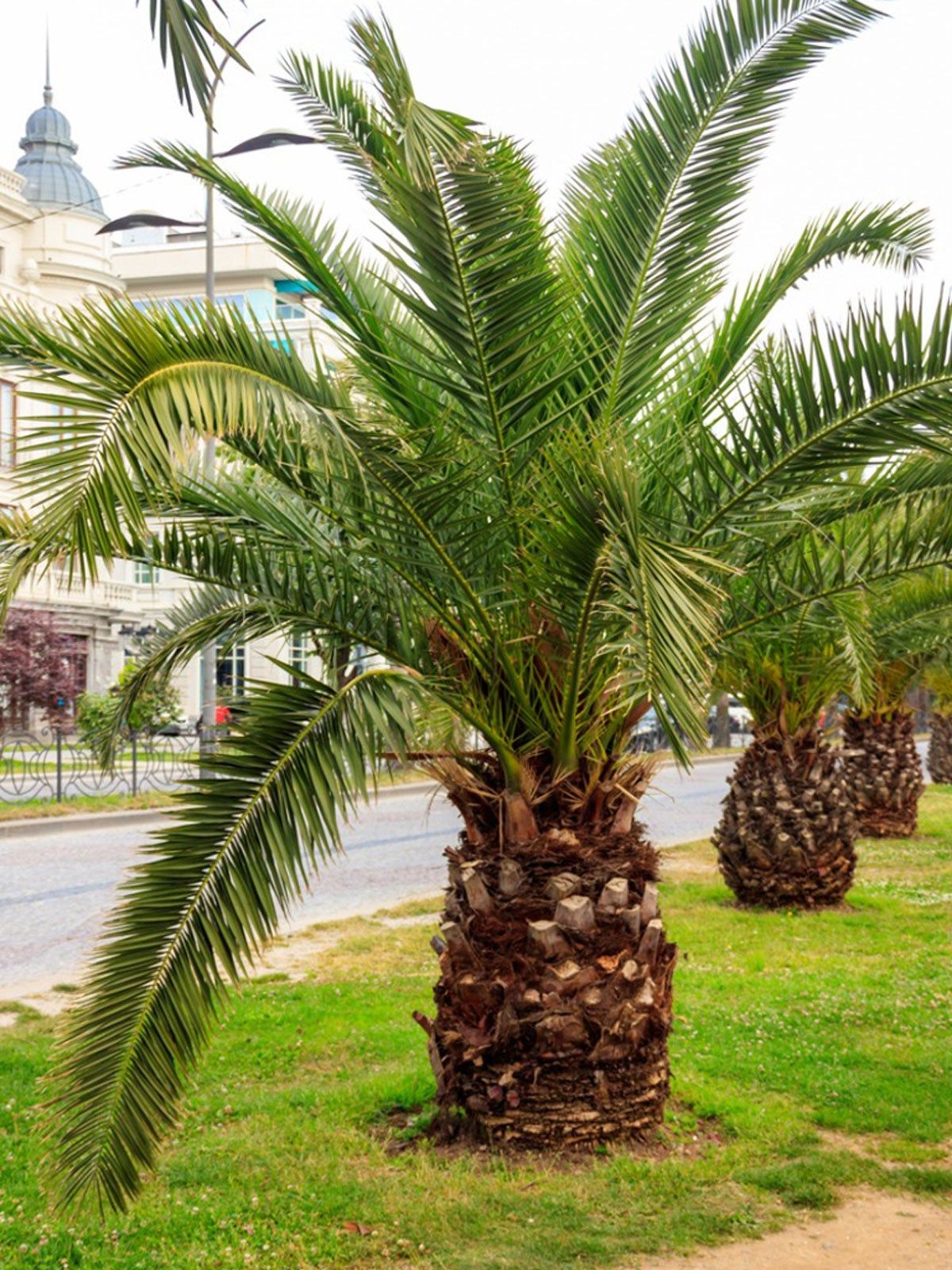 Small Palm Trees That Will Make A Big Impact In Your Yard | Gardening ...