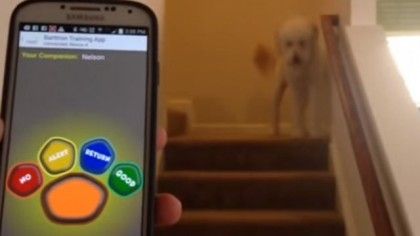 Pet tech: inside the strange and wacky world of animal wearables ...