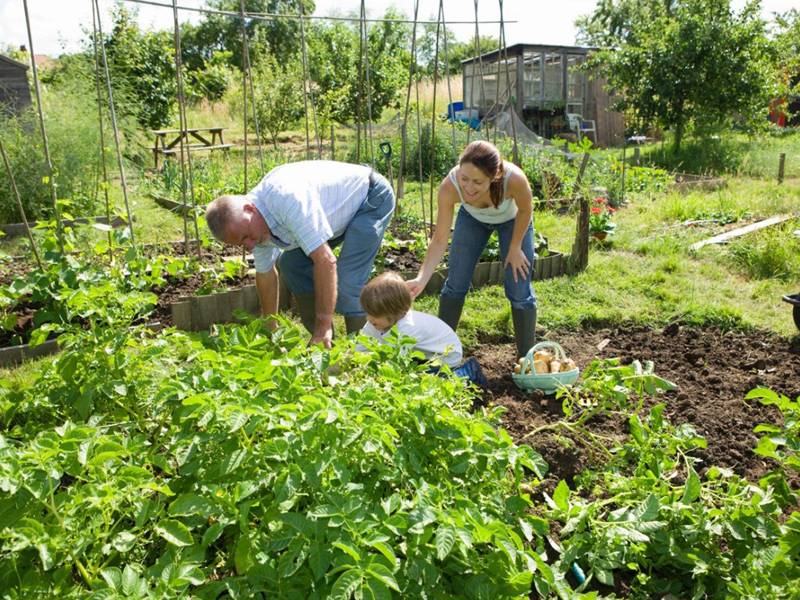 Gardening In Summer 2020: Is Spending Summer In The Garden A New Norm ...