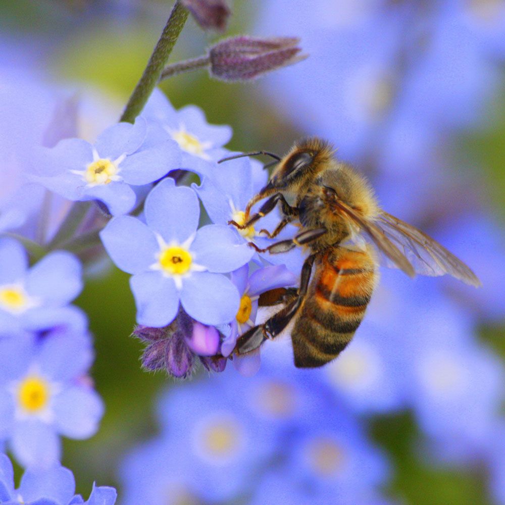 Save the bees – Hozelock campaign – Plant for bees – Plant a pot ...