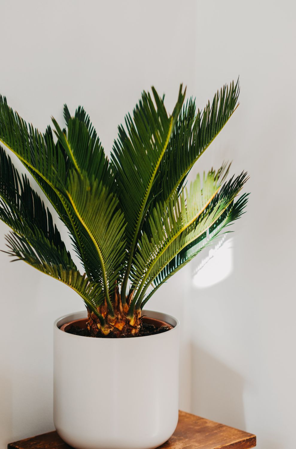 5 Japanese Indoor Plants That Will Bring a Sense of Calm | Livingetc