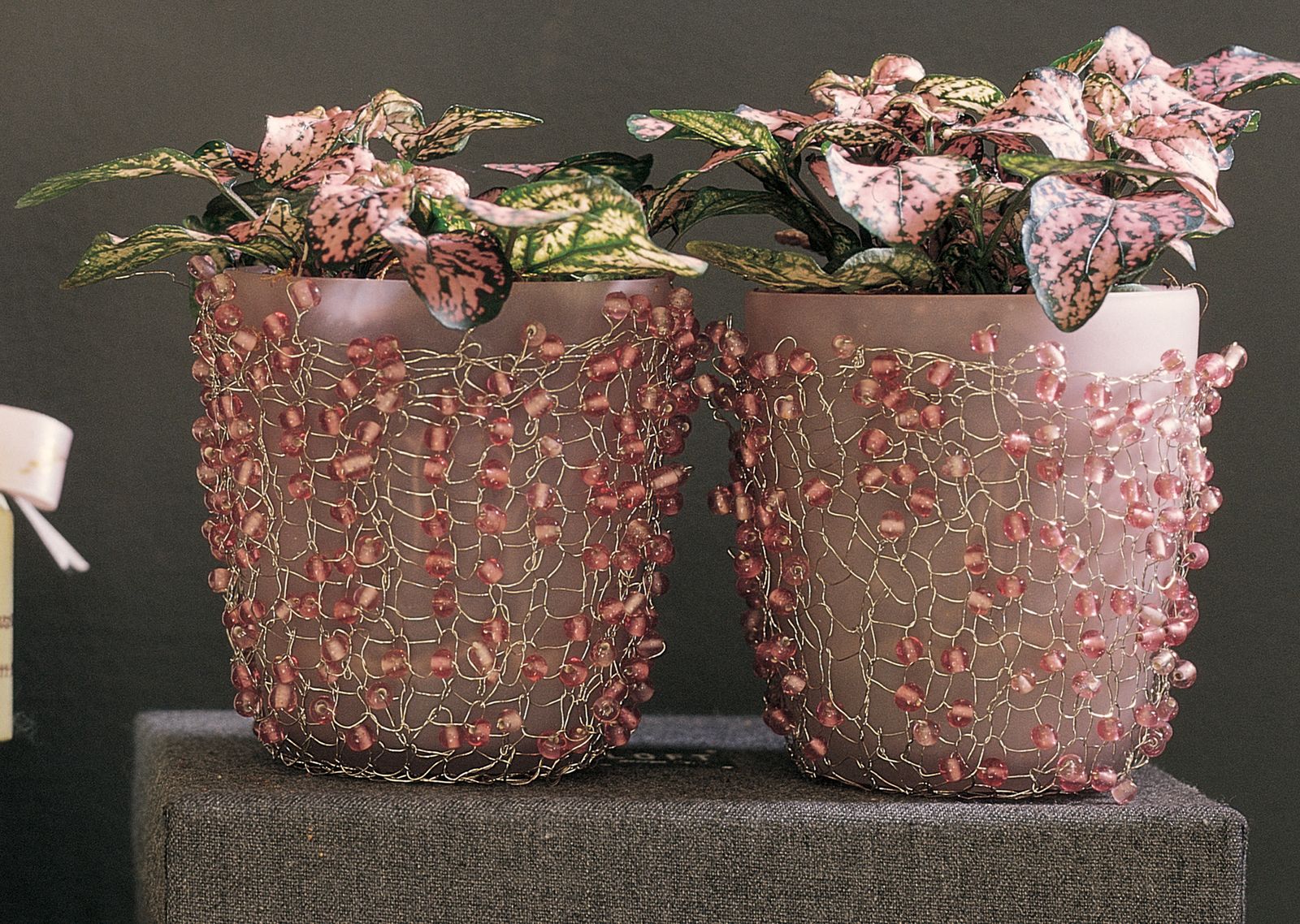 Perfect pink houseplants to add a pop of color to your home | Livingetc