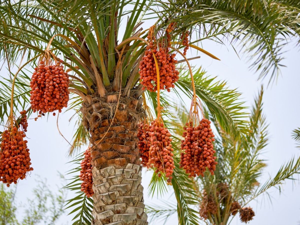 Leaf Spot Symptoms In Date Palms - How To Cure Leaf Spot On A Date Palm ...