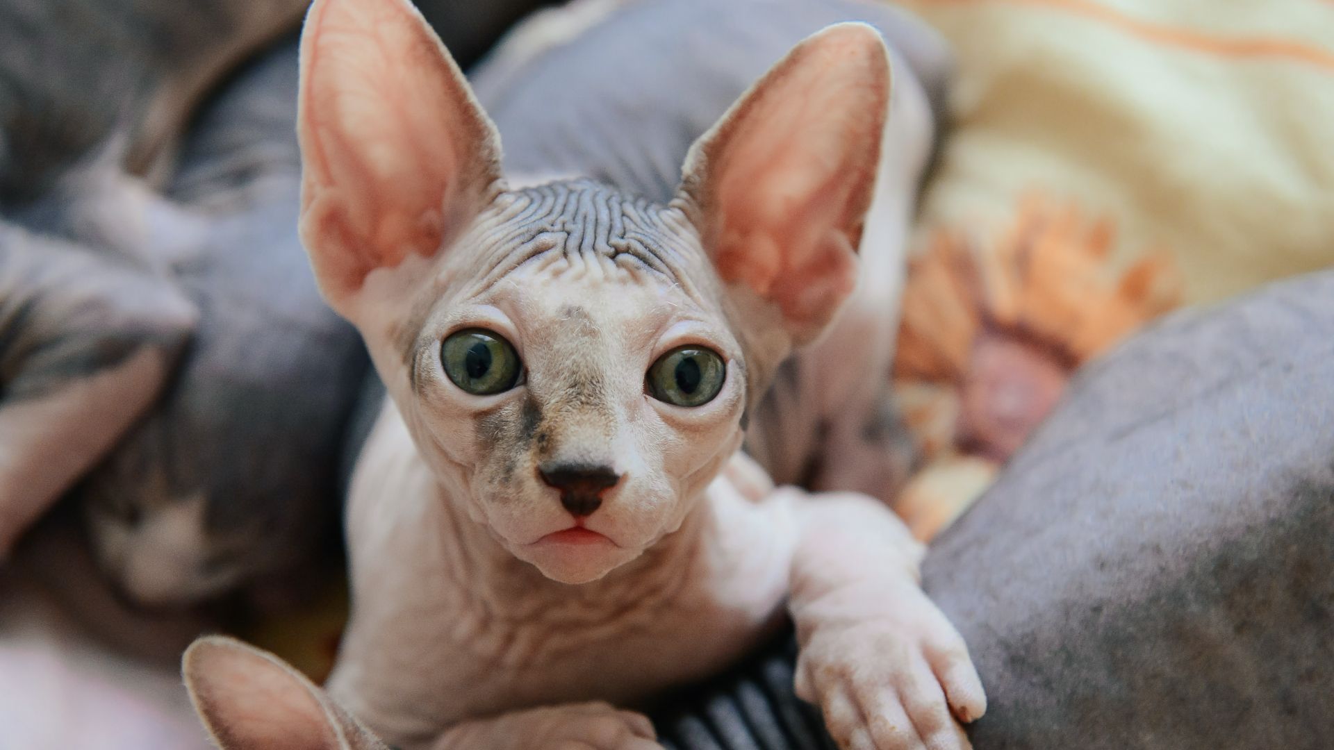 Unusual looking cats: 10 striking felines | PetsRadar